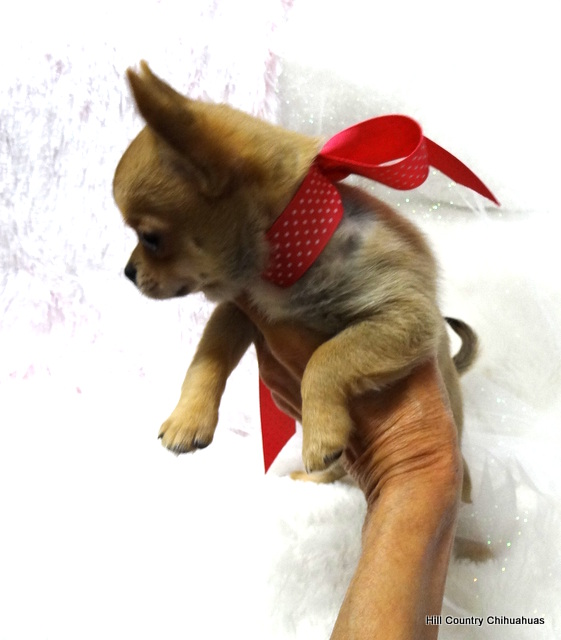 Molera – Hill Country Chihuahuas