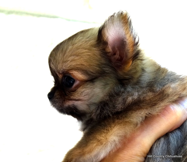 Molera – Hill Country Chihuahuas
