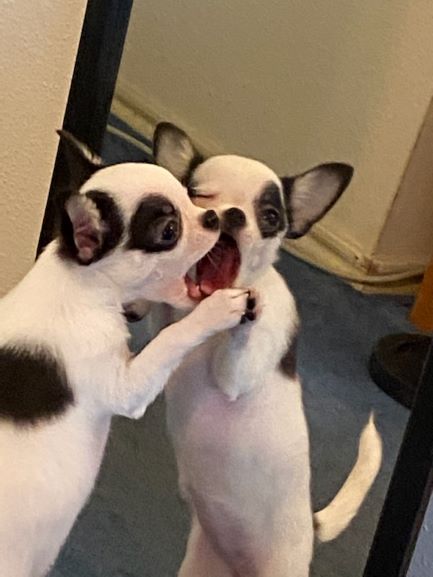 Hill Country Chihuahuas