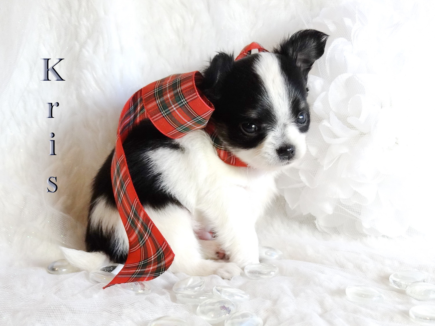 Available Puppies – Hill Country Chihuahuas