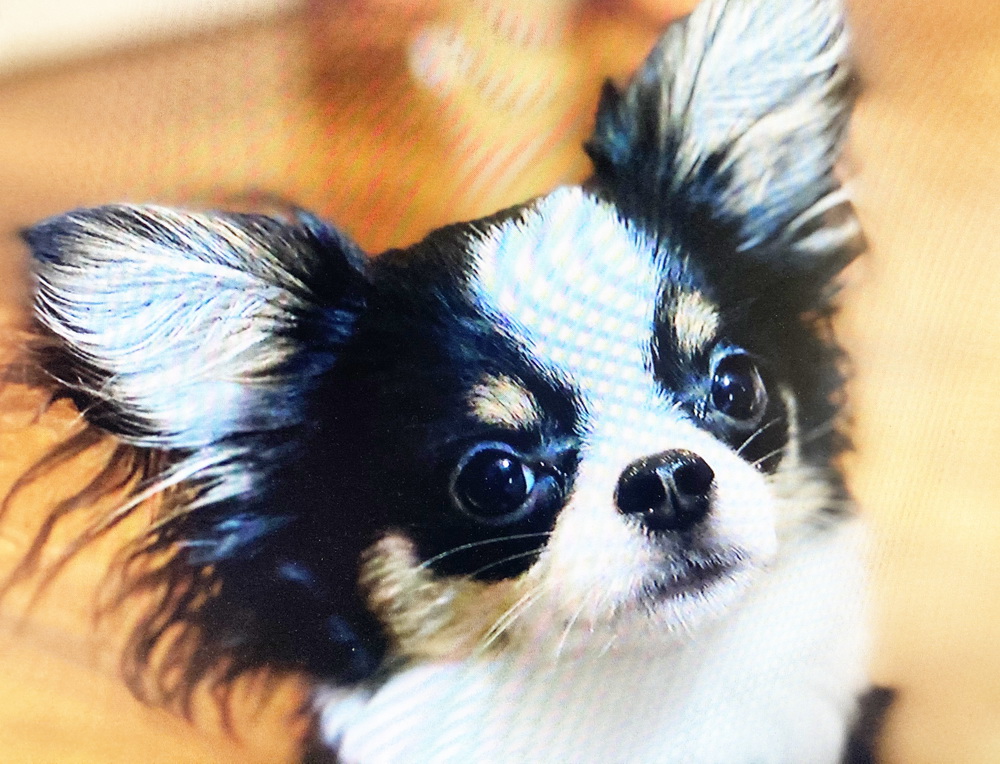 Molera – Hill Country Chihuahuas